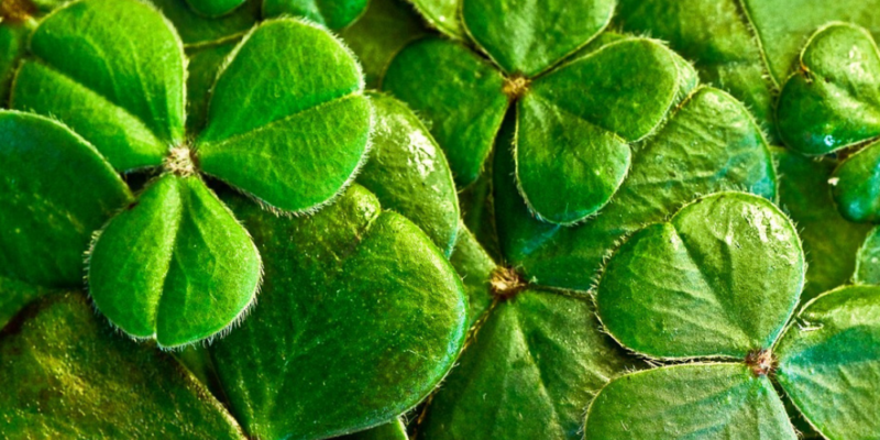 ¿Sabes por qué el Trébol es el Símbolo de Irlanda? - CIDI